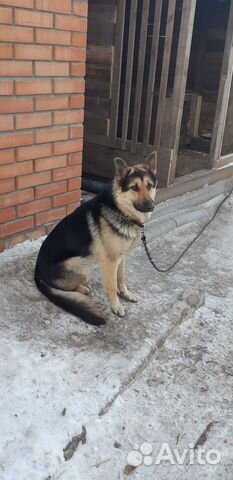 Вязка, немецкая овчарка