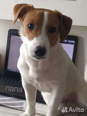 Щенки джек Рассел терьер