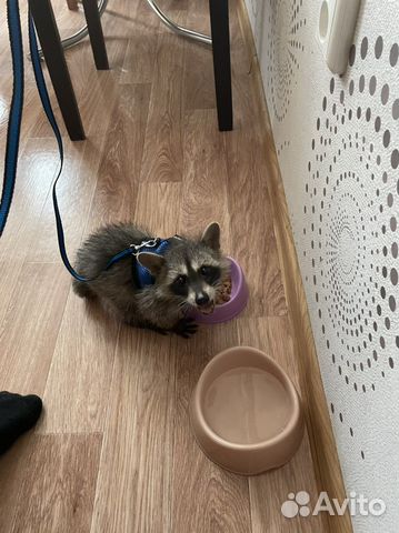 Енот полоскун