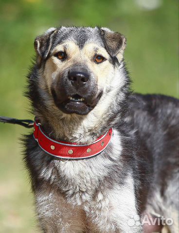 С Хомой мирно и спокойно