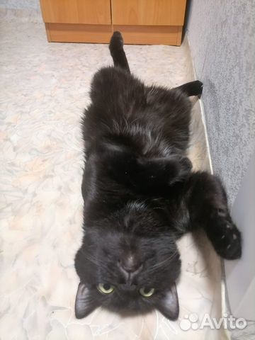 Кошечка ищет дом