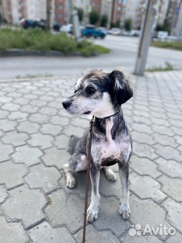 В добрые руки