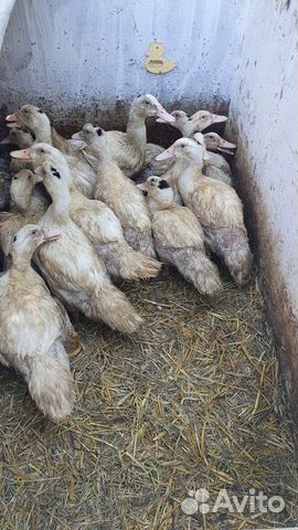 Утки муларды