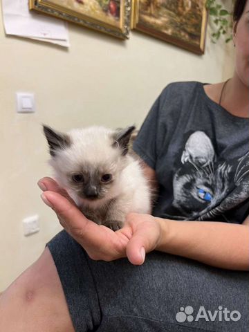 Отдам котят в добрые руки. Котёнок