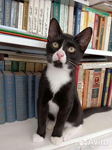 Плюшевый котенок