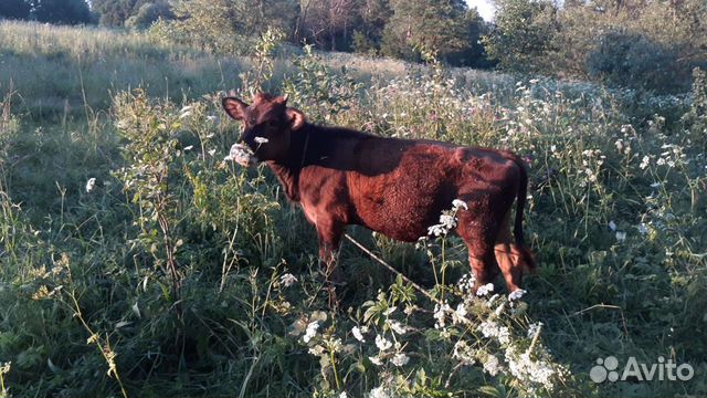 Тёлка на племя