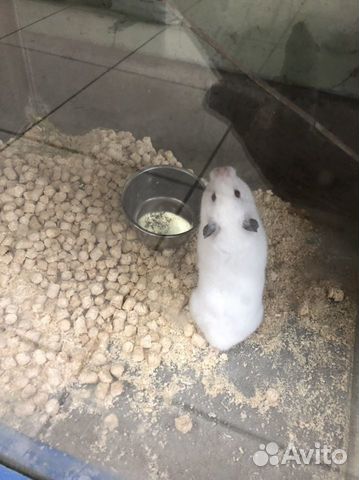 Хомяк белый сирийский