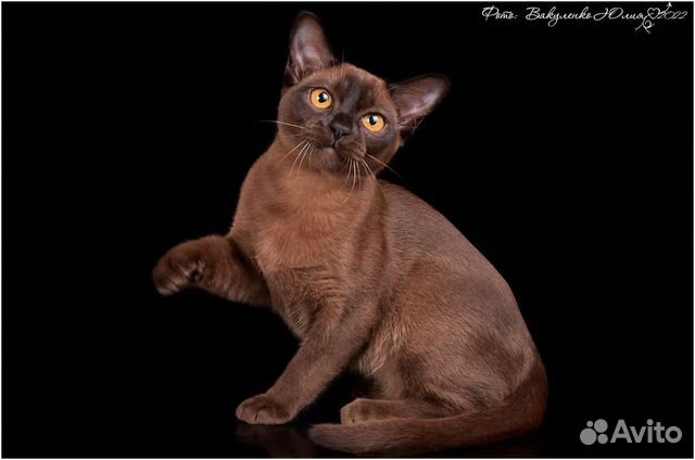 Девочка соболиного окраса