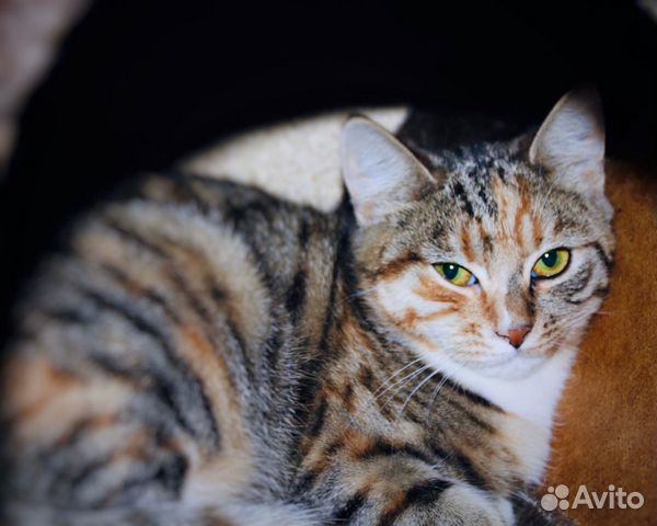 Фрида, кошка в добрые руки приют Ржевка