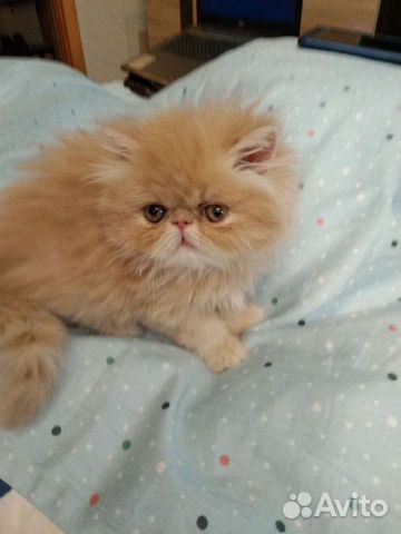 Персидский мальчик