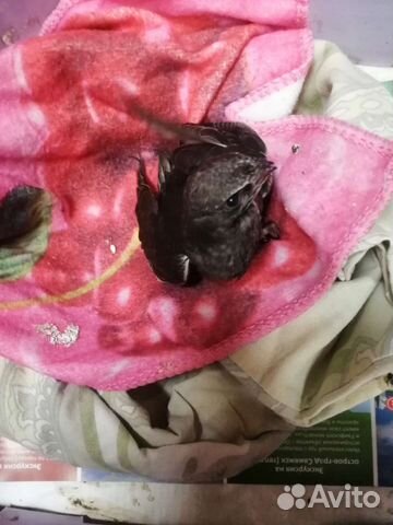 Стриж птица