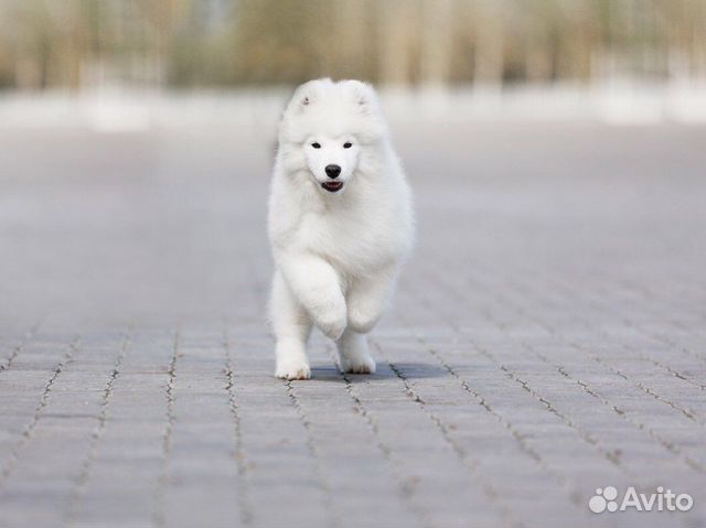 Щенок самоеда