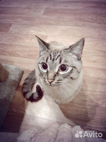 Кот кастрирован в дар бесплатно