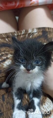 Котëнок в добрые руки