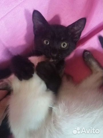 Котомальчик