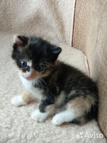 Котёнок