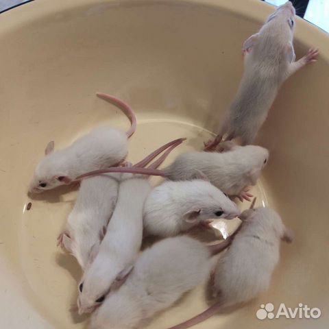 Крыса дамбо