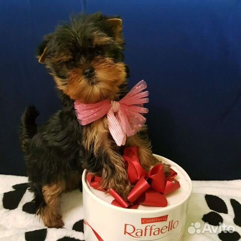 Йоркширский терьер щенки девочки