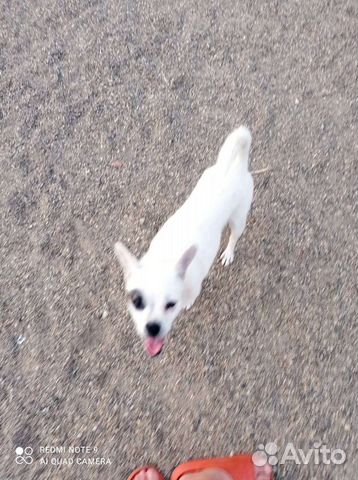 Крошечка чуть больше кошечки