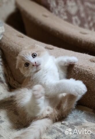 Замечательные шотландские котята