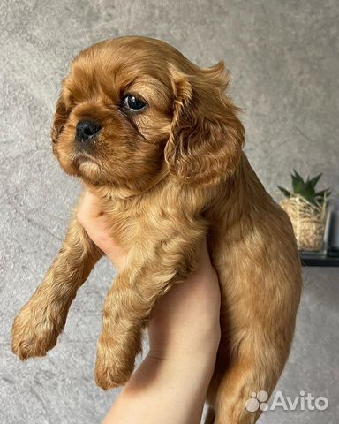 Кавалер кинг чарльз спаниель мальчик рубин