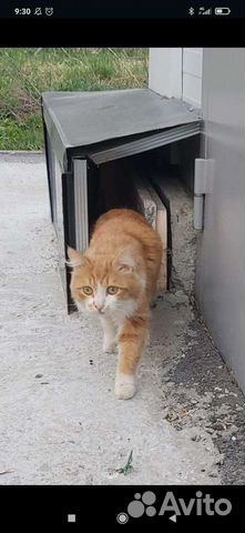 Кот-солнечный красавец