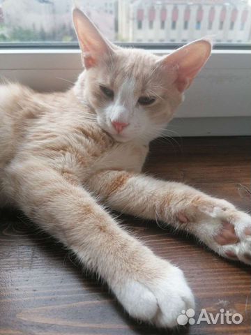 Котенок в добрые руки