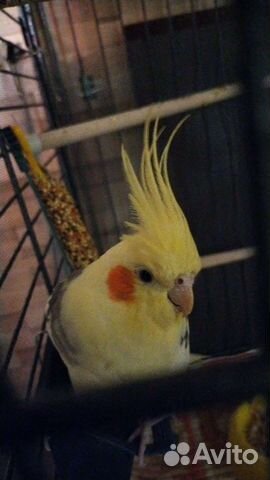 Попугай корелла девочка обмен на самца