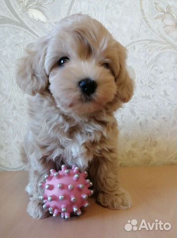 Мальтипу ф1