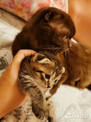 Кошки в добрые руки