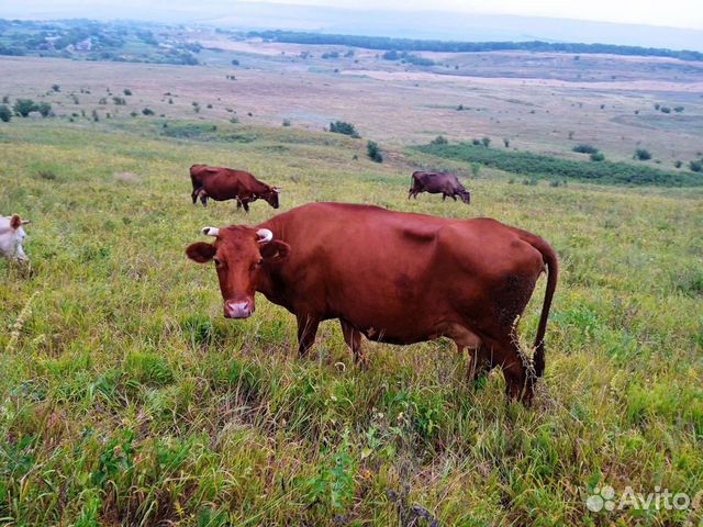 Корова дойная