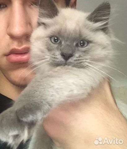 Котята регдолл