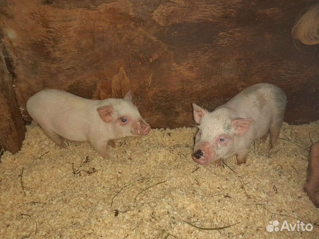 Паросята козачки козлы