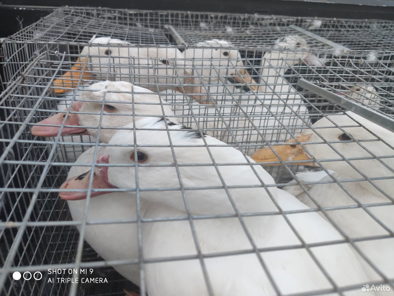 Утки муларды подрощенные