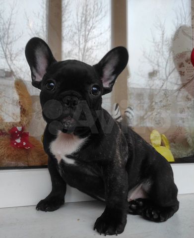 Маленький джентльмен