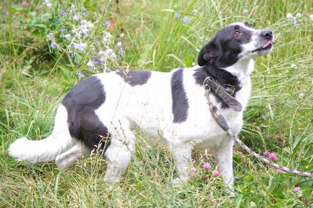 Квартирная Молодая собака Веснушка