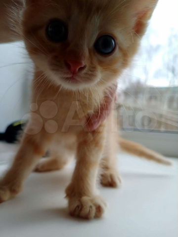 Кошка