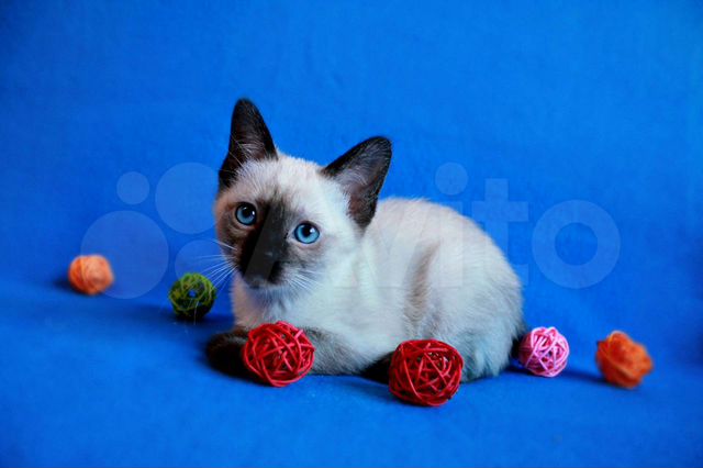 Котята меконгские бобтейлы