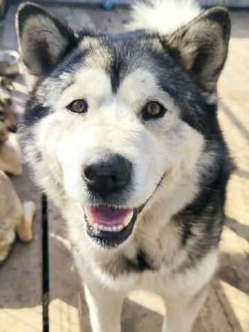 Маламут в добрые руки