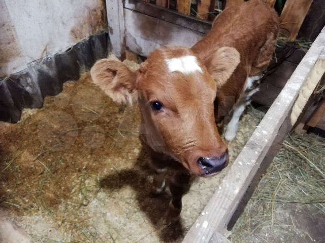 Телка (телочка, теленок)