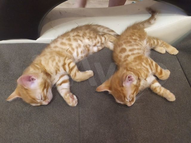 Бенгальские рыжие котятки