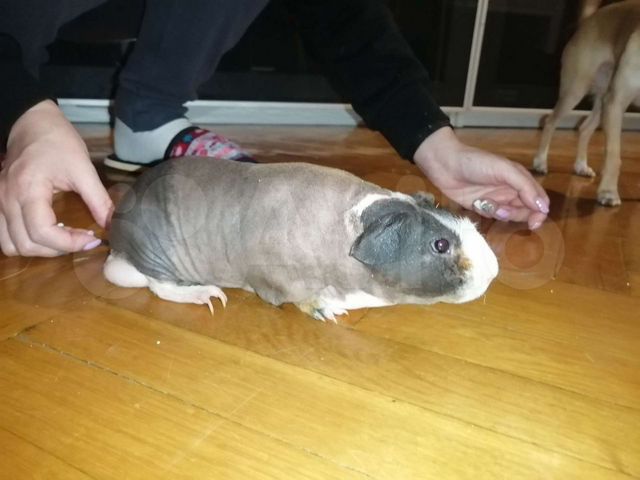 Морская свинка скинни