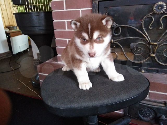 Щенок хаски