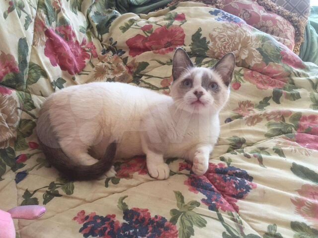 Голубоглазый котёнок