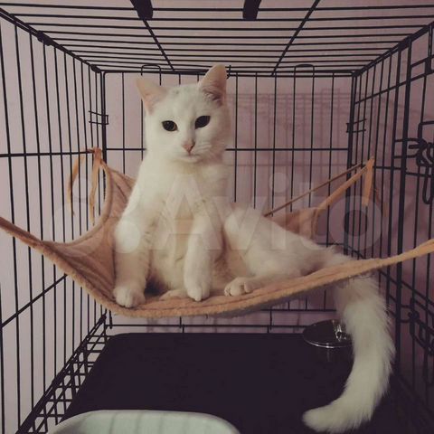 Лолочка, кошечка ищет дом