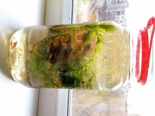 Аквариумные креветки