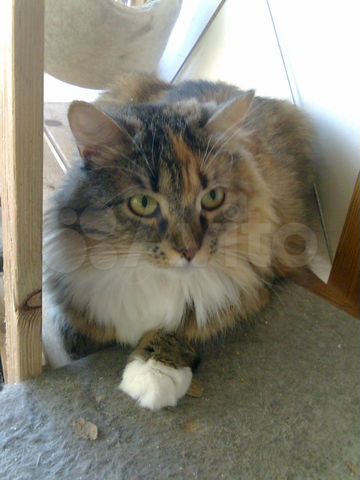 Отдам пушистую кошечку в хорошие руки