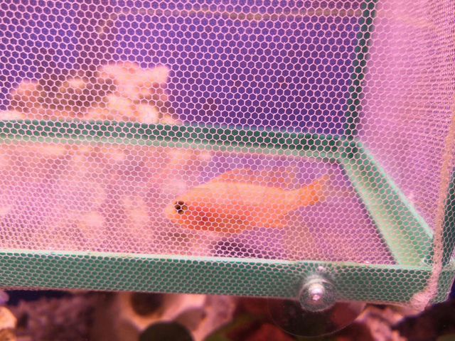 Цихлида Аулонокара орхидея