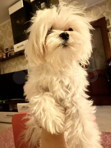 Мальтезе мальтийская болонка Вязка