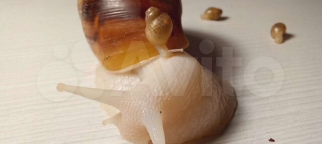 Малыши.Улитки ахатина Фулика альбино
